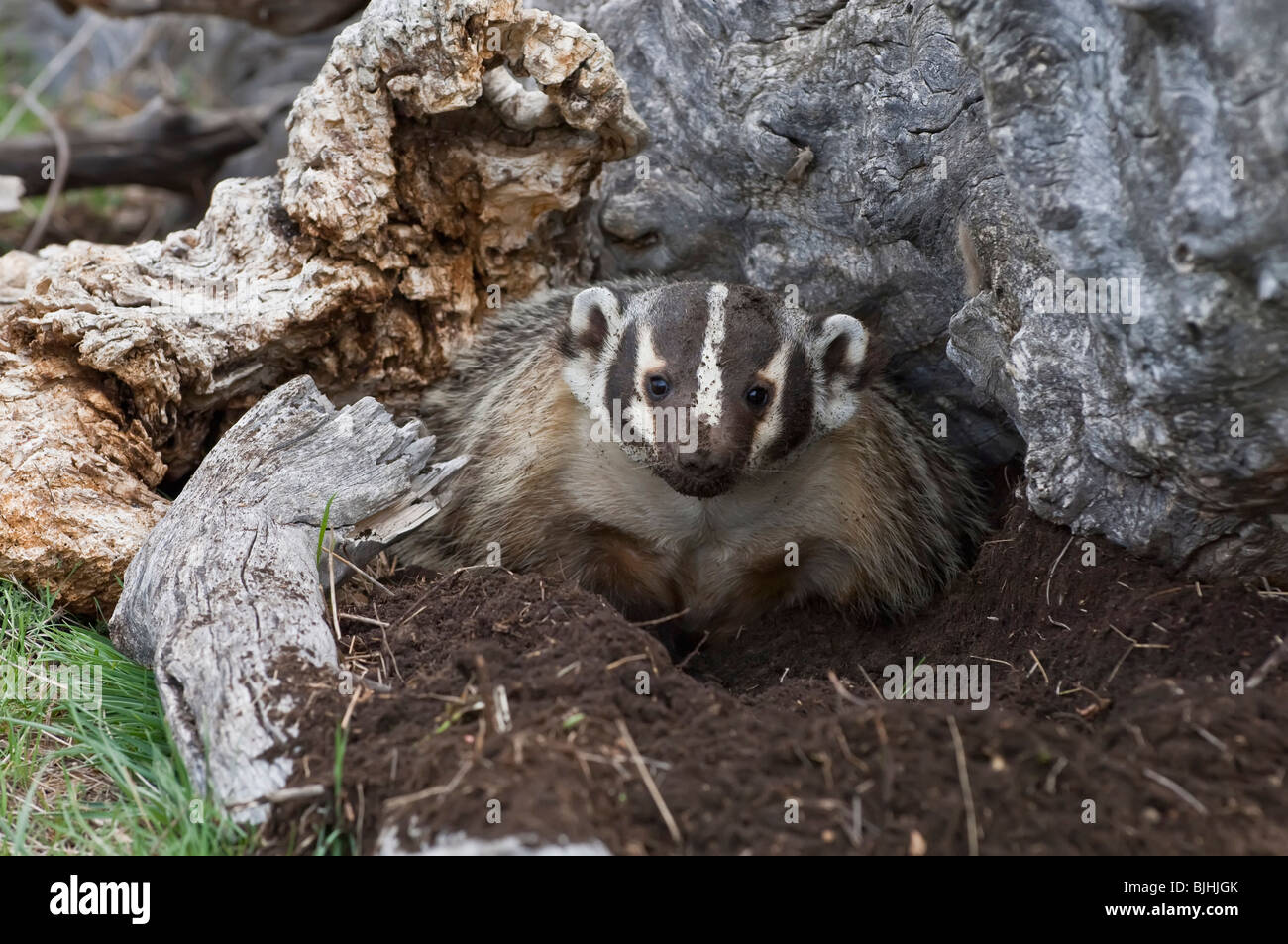 American badger, Taxidea taxus, North Dakota, USA Stock Photo - Alamy