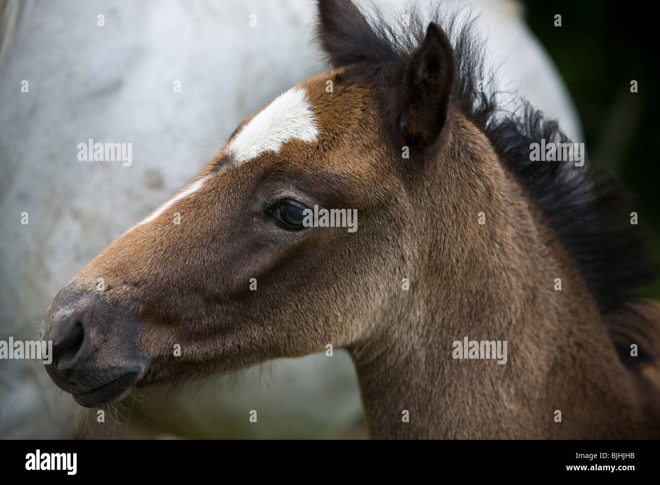 Portrait of a young horse Stock Photo - Alamy