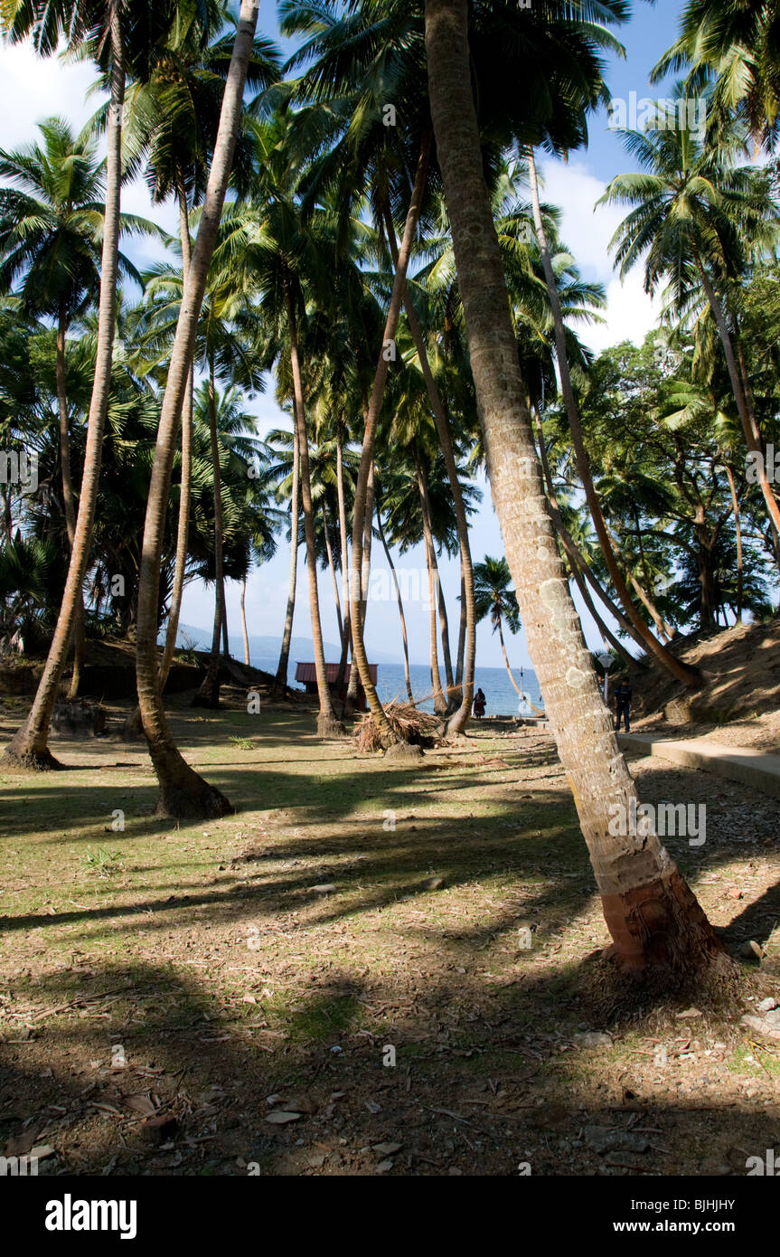 Shaded area with coconut palm trees on Ross Island, Andaman Islands ...