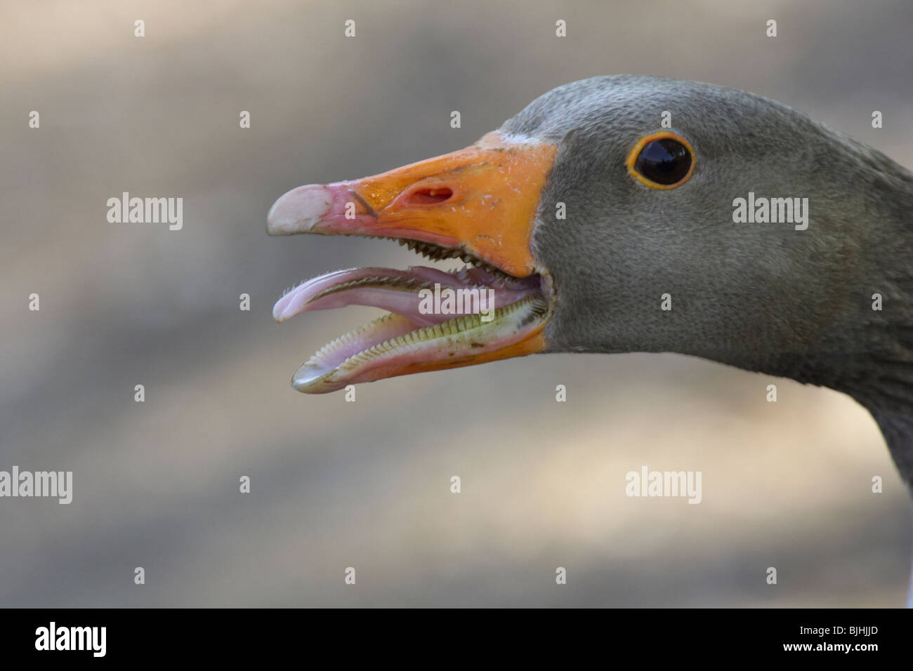 Goose Showing Teeth High Resolution Stock Photography and Images - Alamy