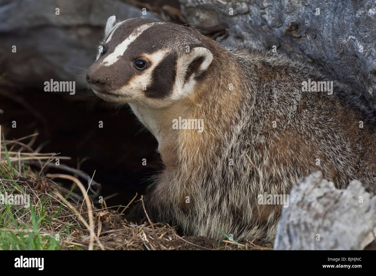 American badger, Taxidea taxus, North Dakota, USA Stock Photo - Alamy
