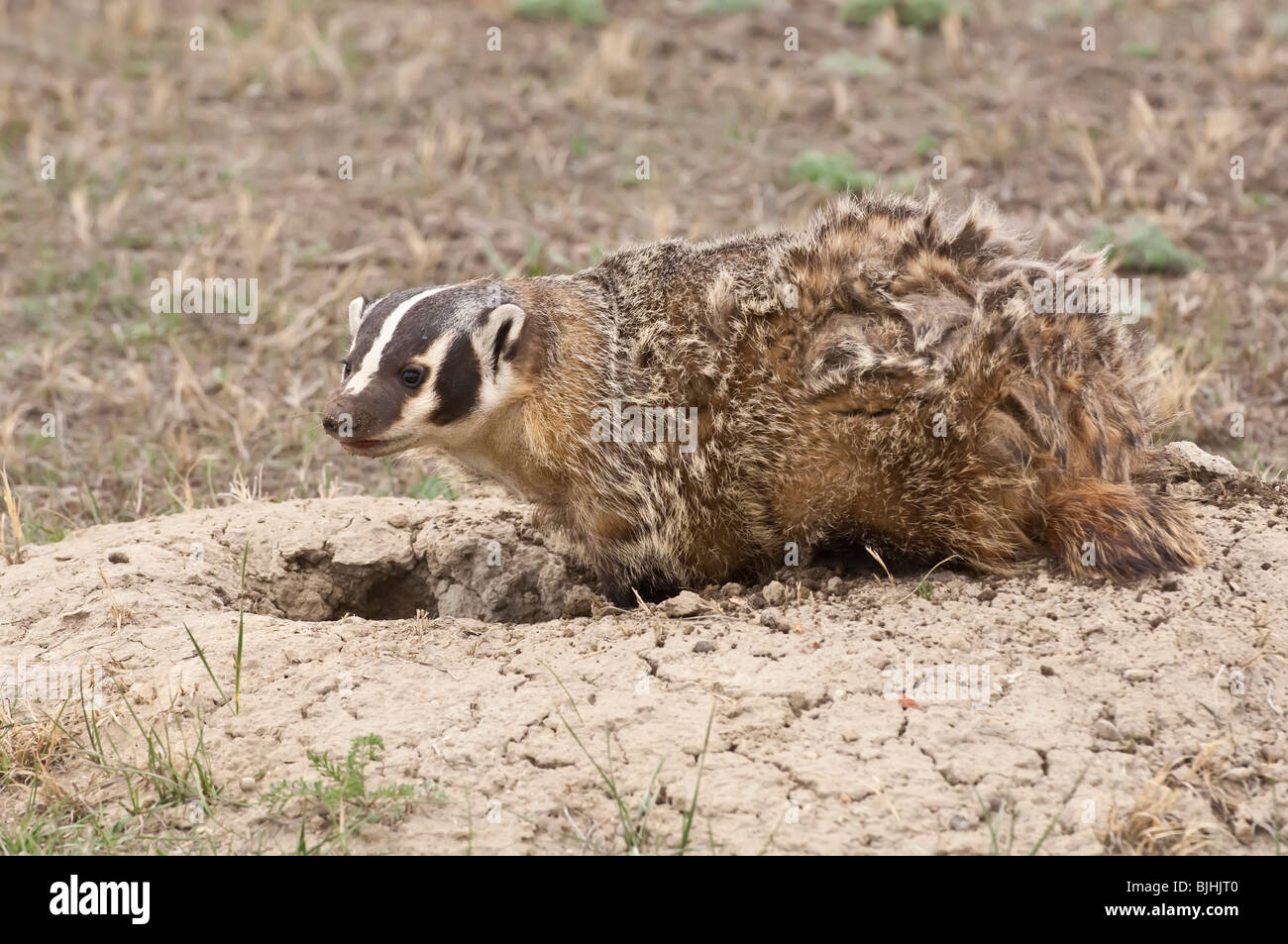 American badger, Taxidea taxus, badlands, North Dakota, USA Stock Photo ...