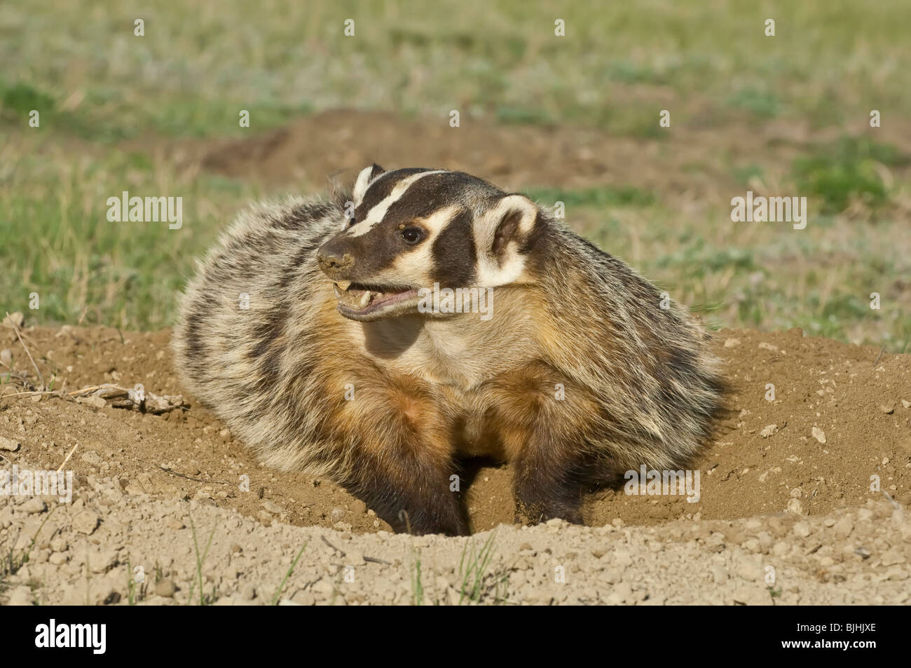 American badger, Taxidea taxus, grassland, North Dakota, USA Stock ...