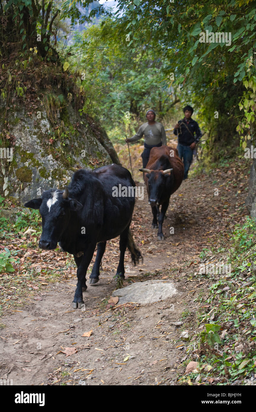 Villagers herd COWS on the DUDH RIVER on the AROUND MANASLU TREK ...