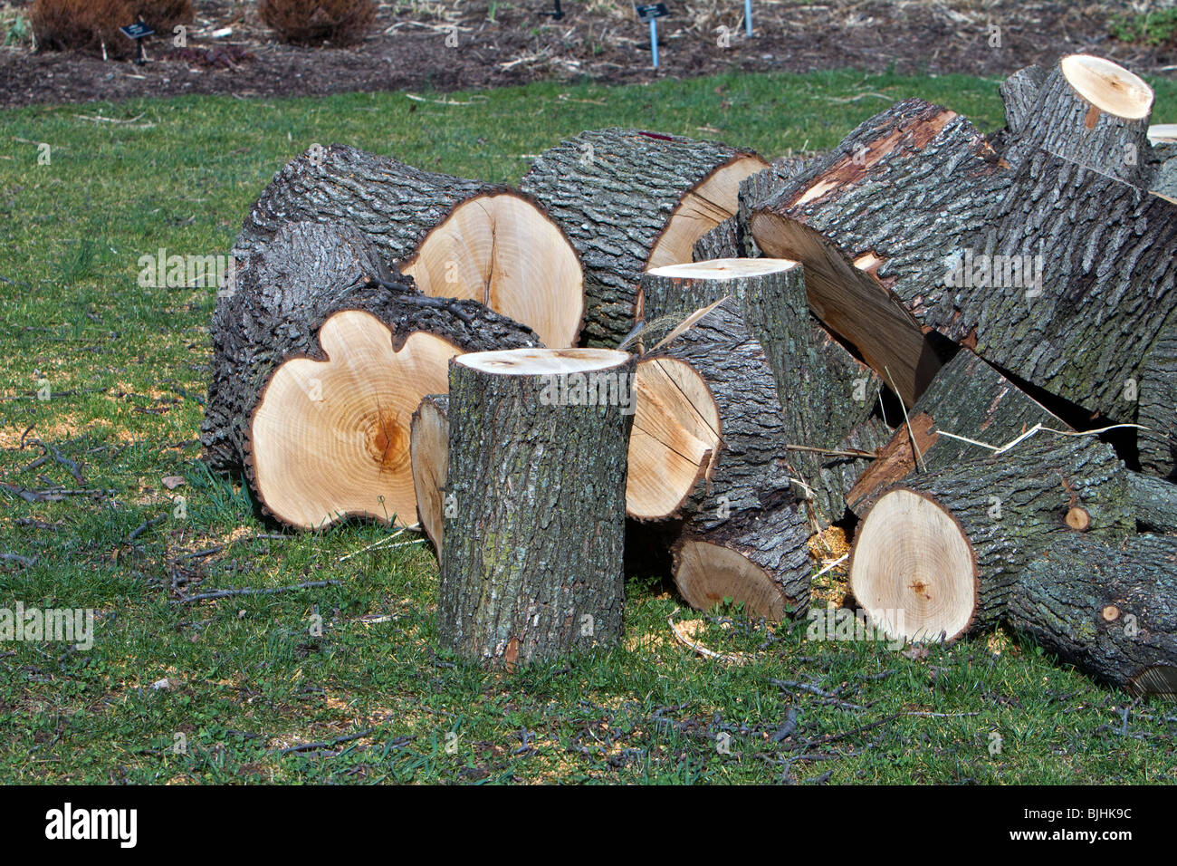 A tree cut down and and sectioned ready to be split into firewood Stock ...