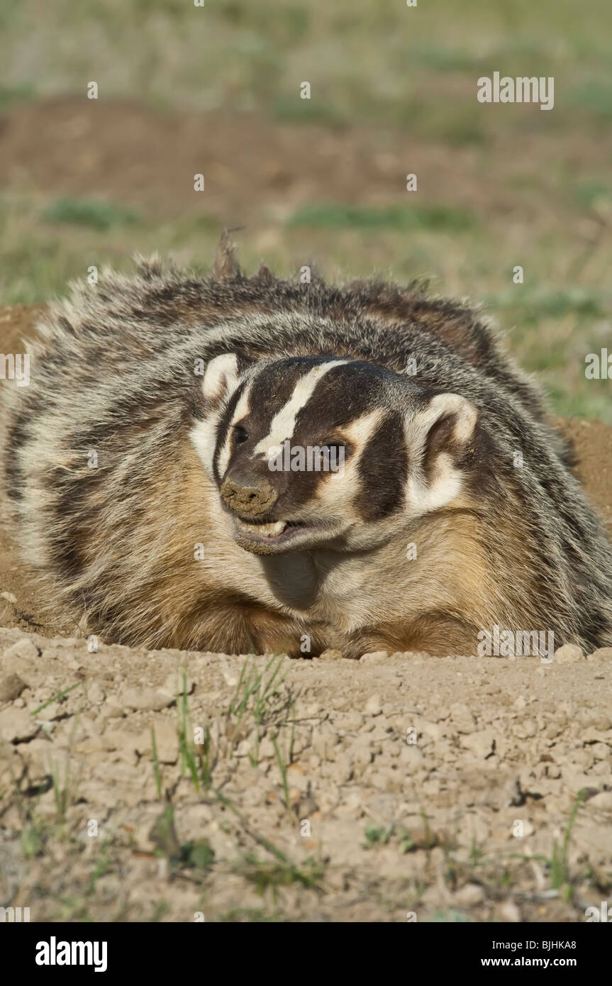 American badger taxidea taxus grassland hi-res stock photography and ...