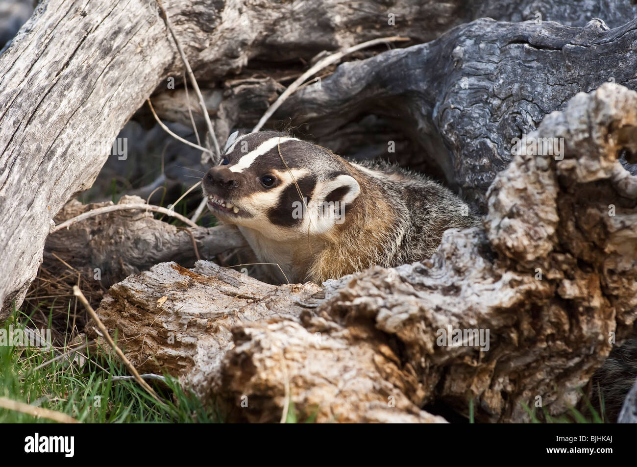 American badger, Taxidea taxus, North Dakota, USA Stock Photo - Alamy