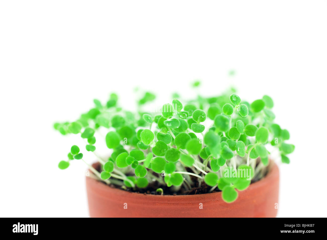 small green sprouts in ceramic pot on white background Stock Photo - Alamy