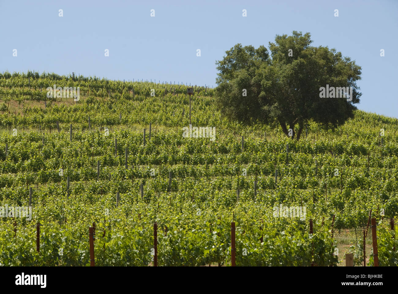 Lone tree in a vineyard, Sonoma County, California, USA Stock Photo - Alamy