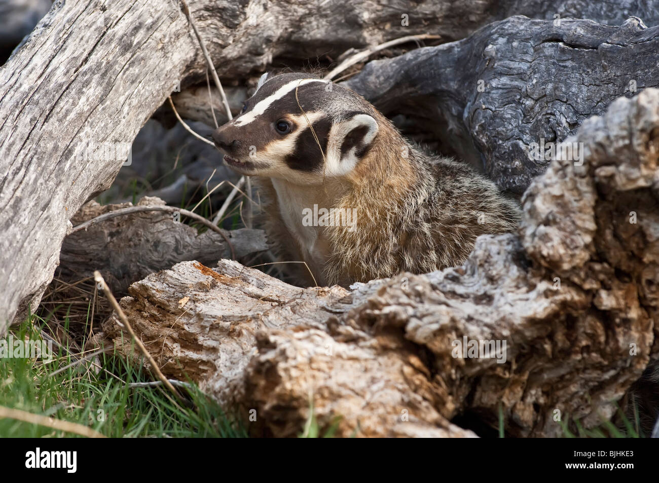 American badger, Taxidea taxus, North Dakota, USA Stock Photo - Alamy