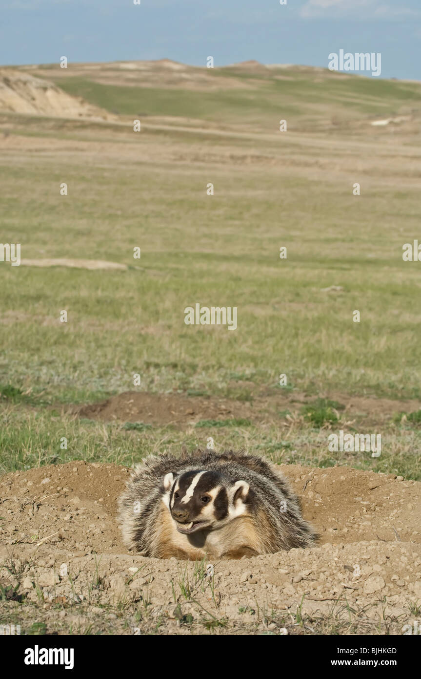 American badger, Taxidea taxus,prairie, North Dakota, USA Stock Photo ...