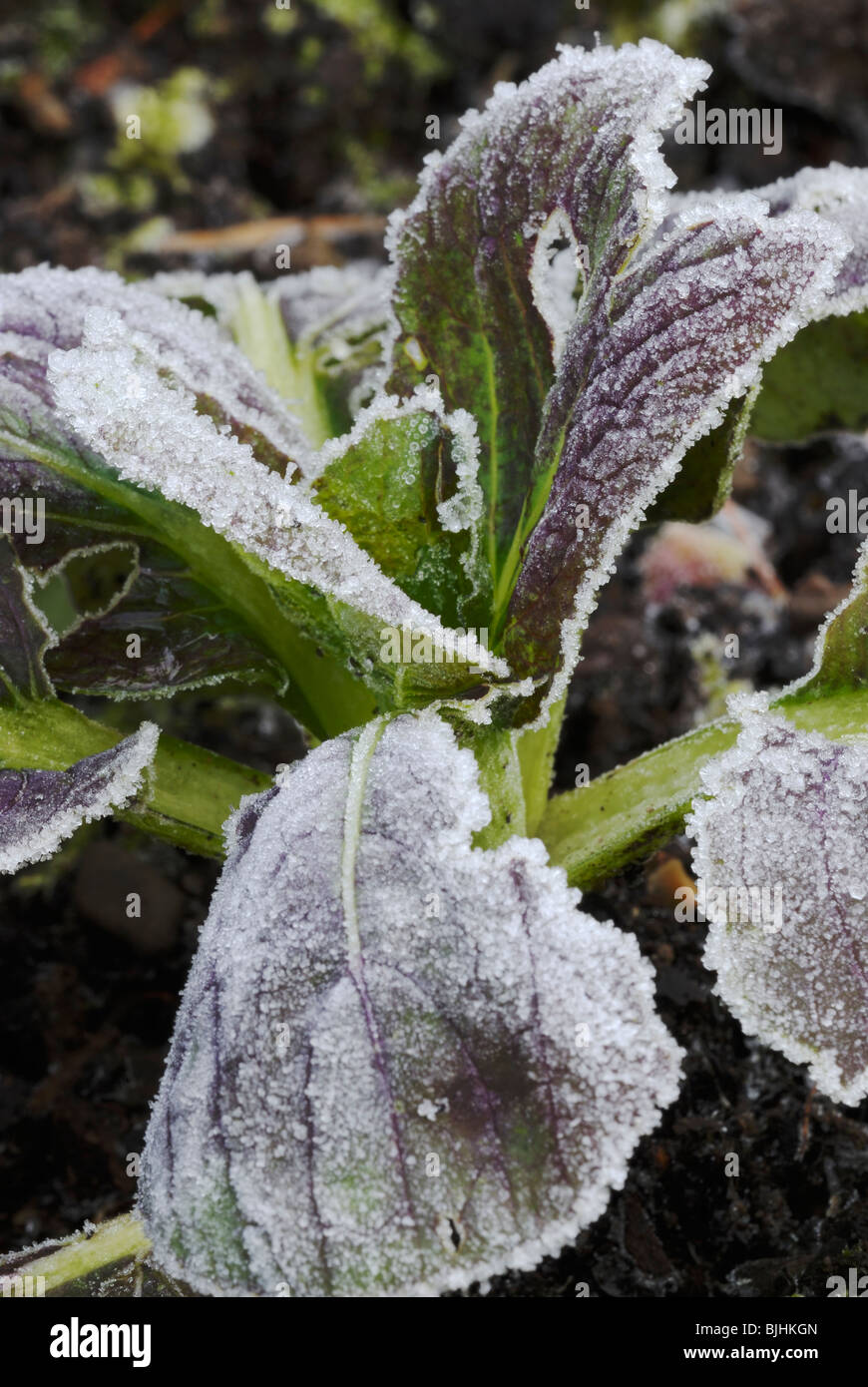 Red Pak Choi in frost Stock Photo - Alamy