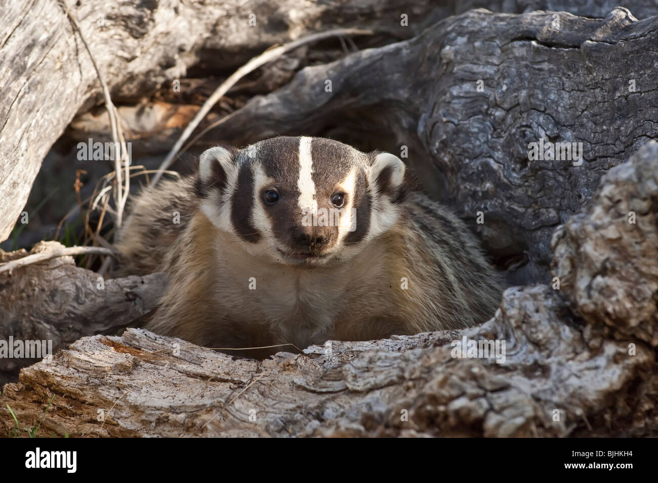 American badger hunting hi-res stock photography and images - Alamy