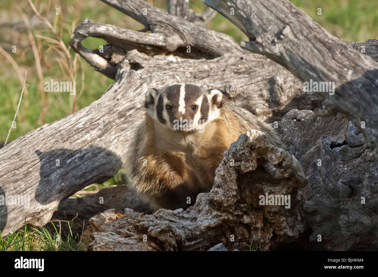 American badger, Taxidea taxus, North Dakota, USA Stock Photo - Alamy