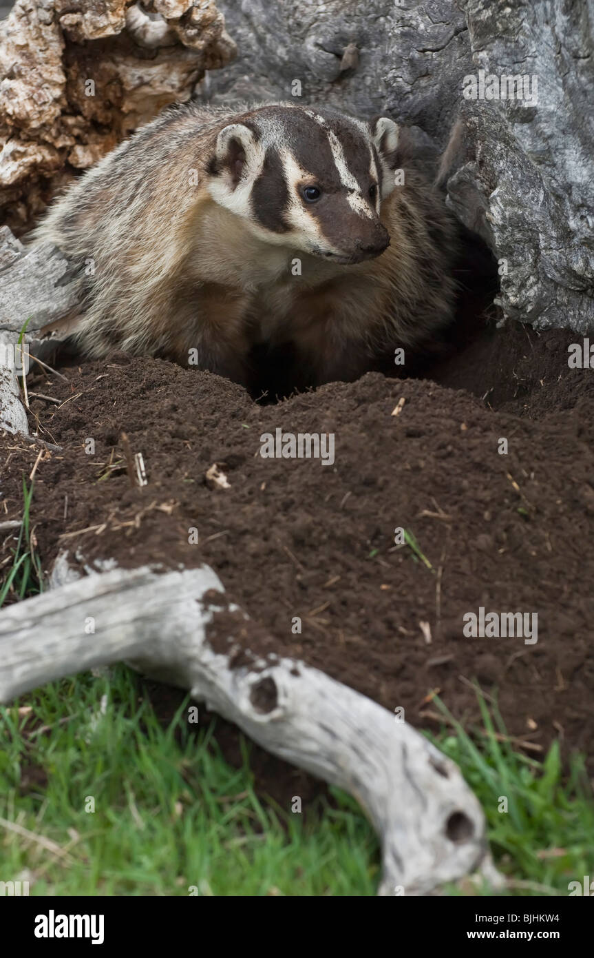 American badger, Taxidea taxus, North Dakota, USA Stock Photo - Alamy