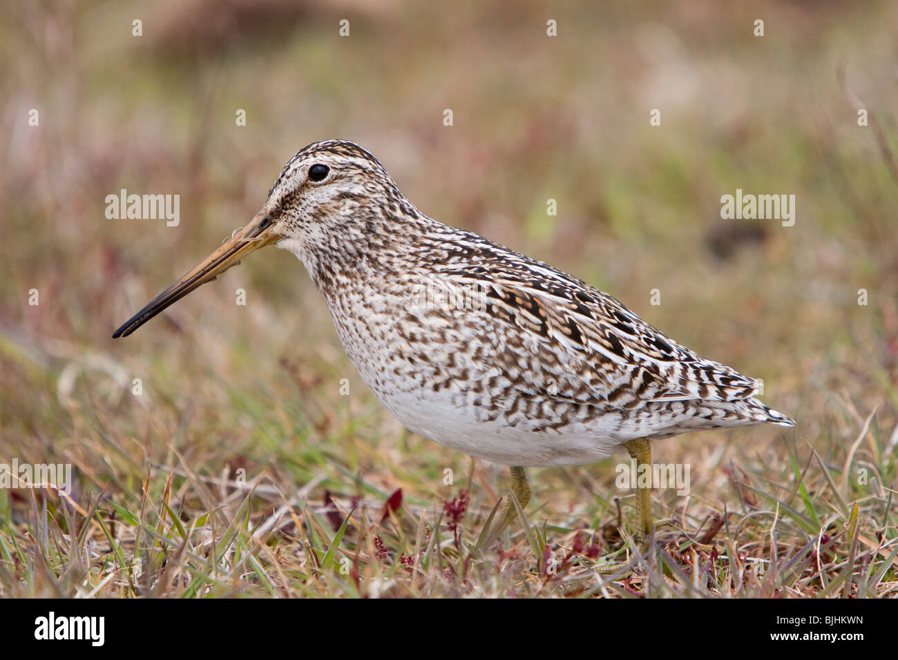 Magellanic Snipe Gallinago paraguaiae magellanica Snipe Sea Lion Island ...