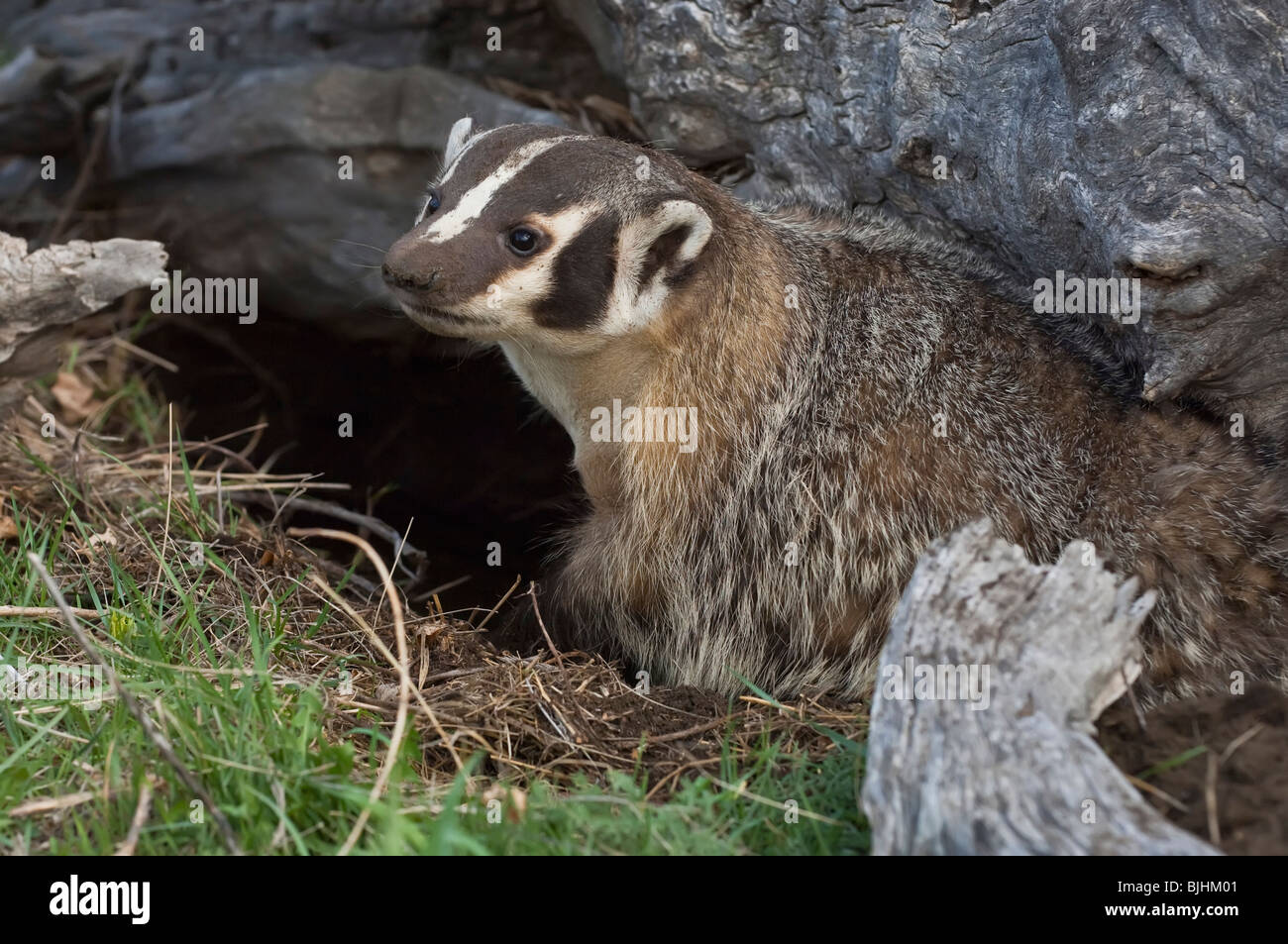 American badger, Taxidea taxus, North Dakota, USA Stock Photo - Alamy