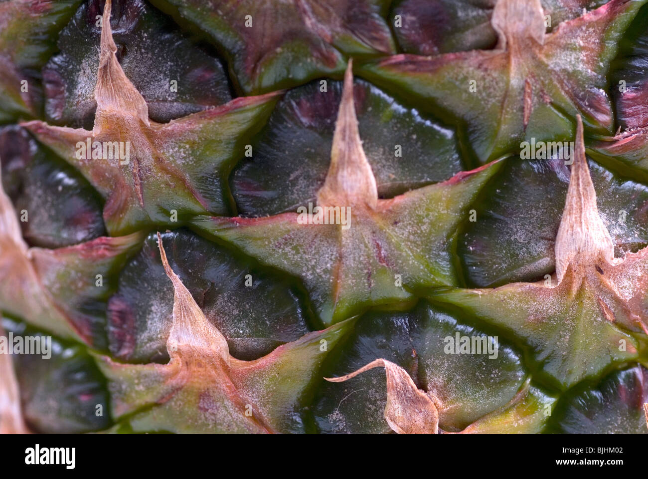 A Close Up shot of the Textured Skin of a Pineapple Stock Photo - Alamy