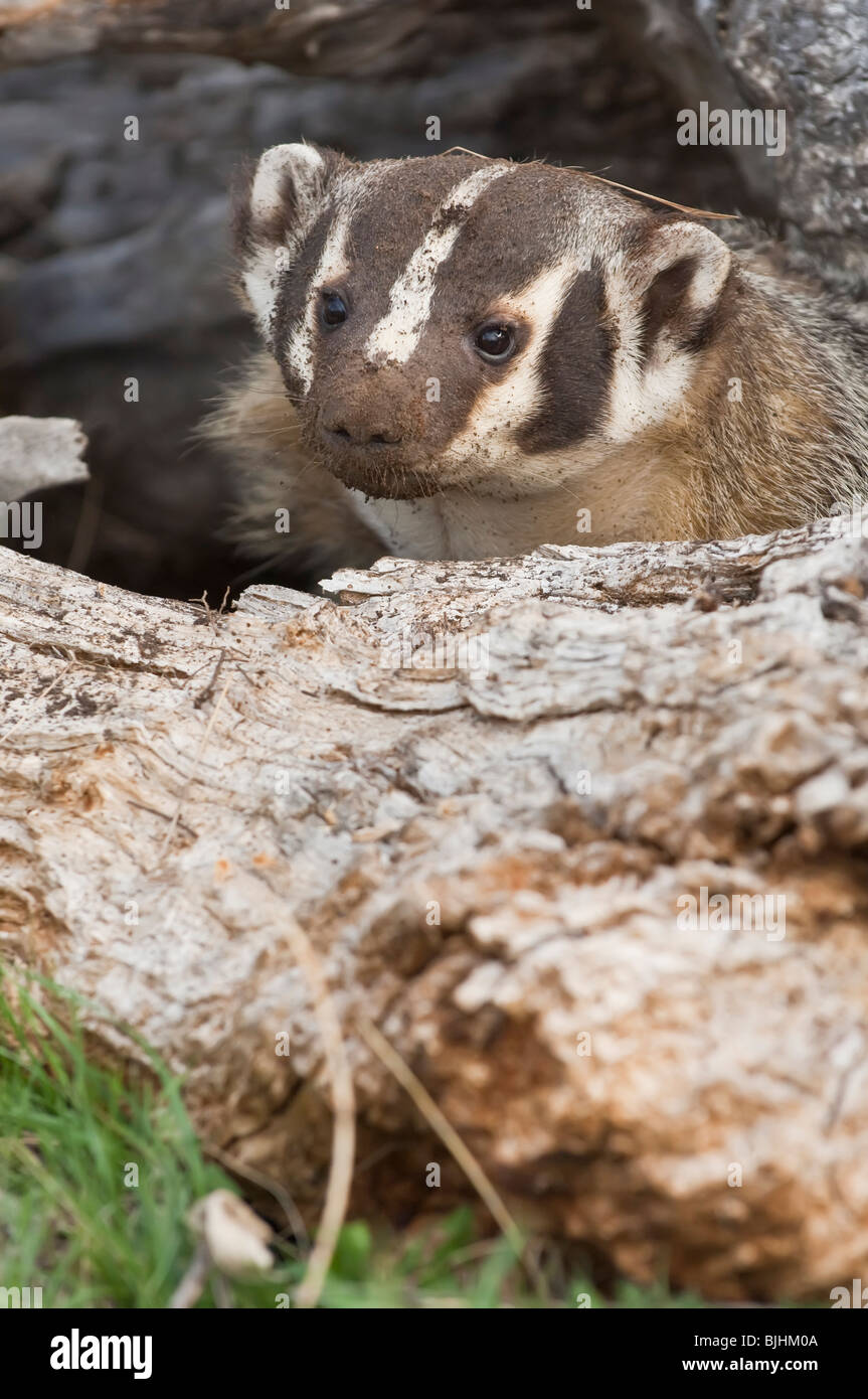 American badger hunting hi-res stock photography and images - Alamy
