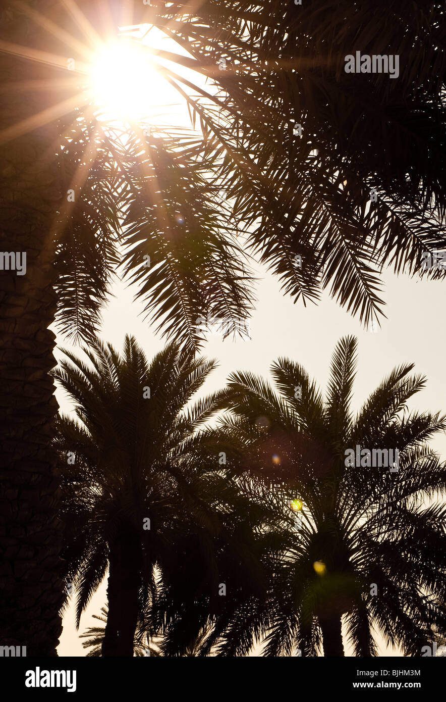 Sun shining through tropical palm trees at sunset Stock Photo - Alamy