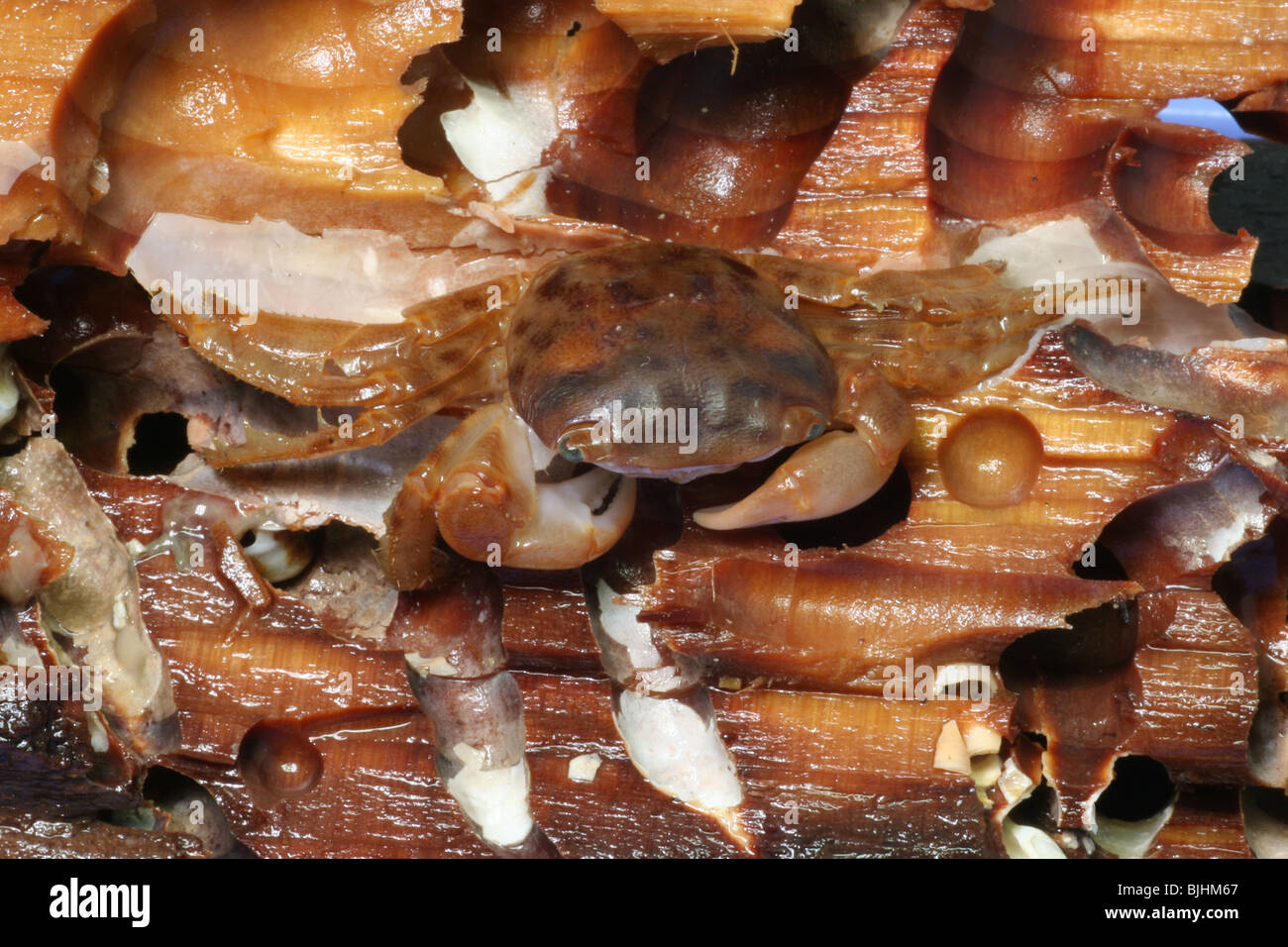 Shipworm hi-res stock photography and images - Alamy