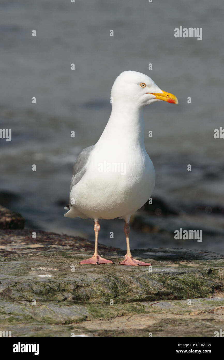 Herring gull, Larus argentatus. Swanage slipway, Dorset, March Stock ...