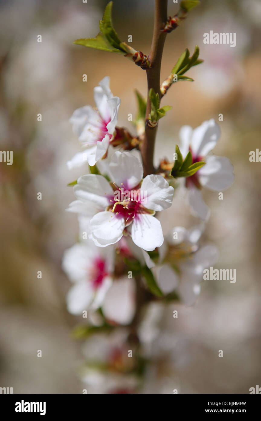 White almond tree flowers on early Mediterranean spring Stock Photo - Alamy