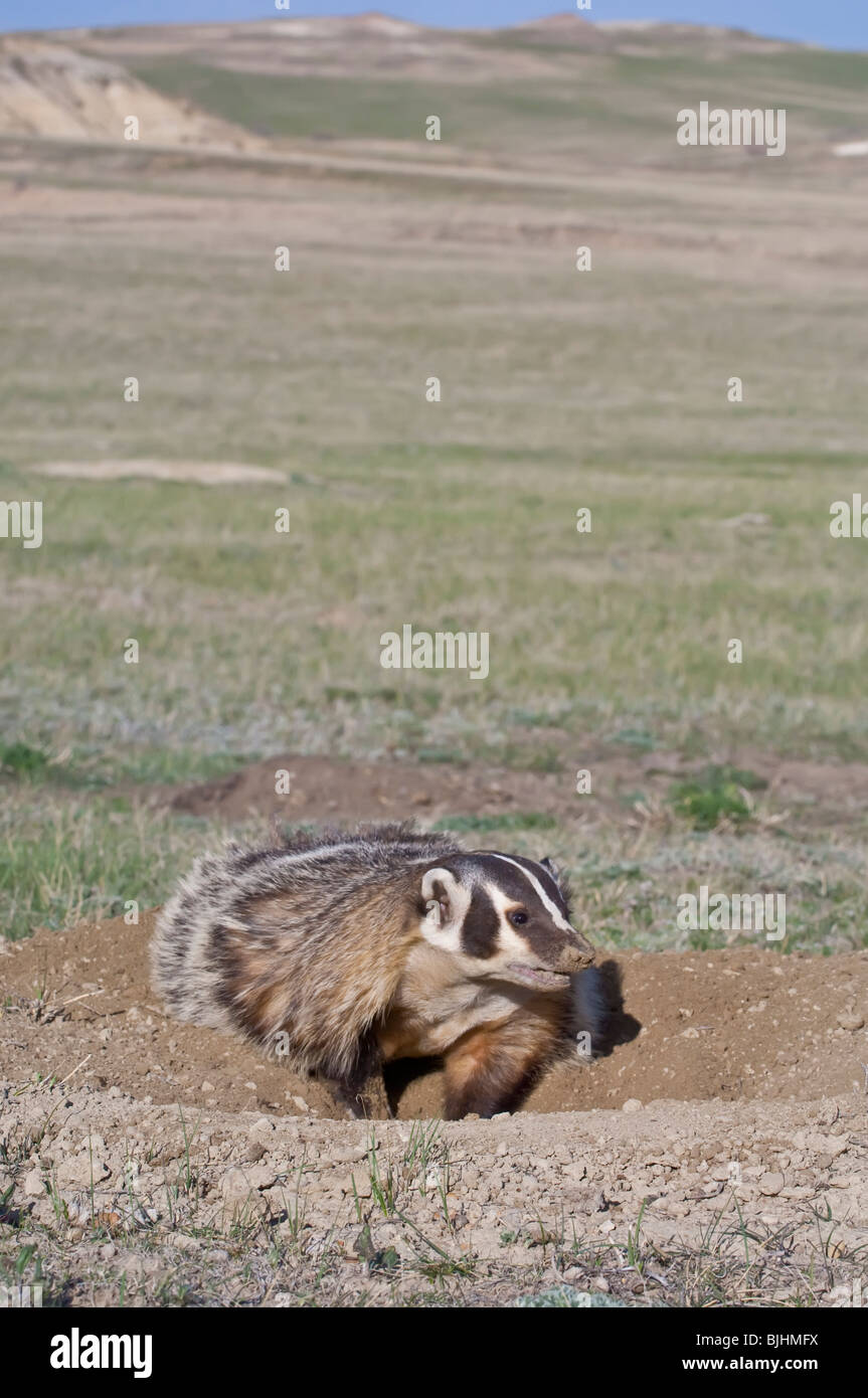 American badger, Taxidea taxus, grassland, North Dakota, USA Stock ...