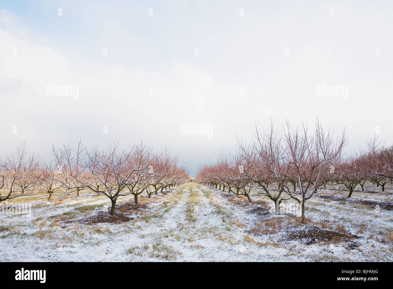 Orchards in winter hi-res stock photography and images - Alamy