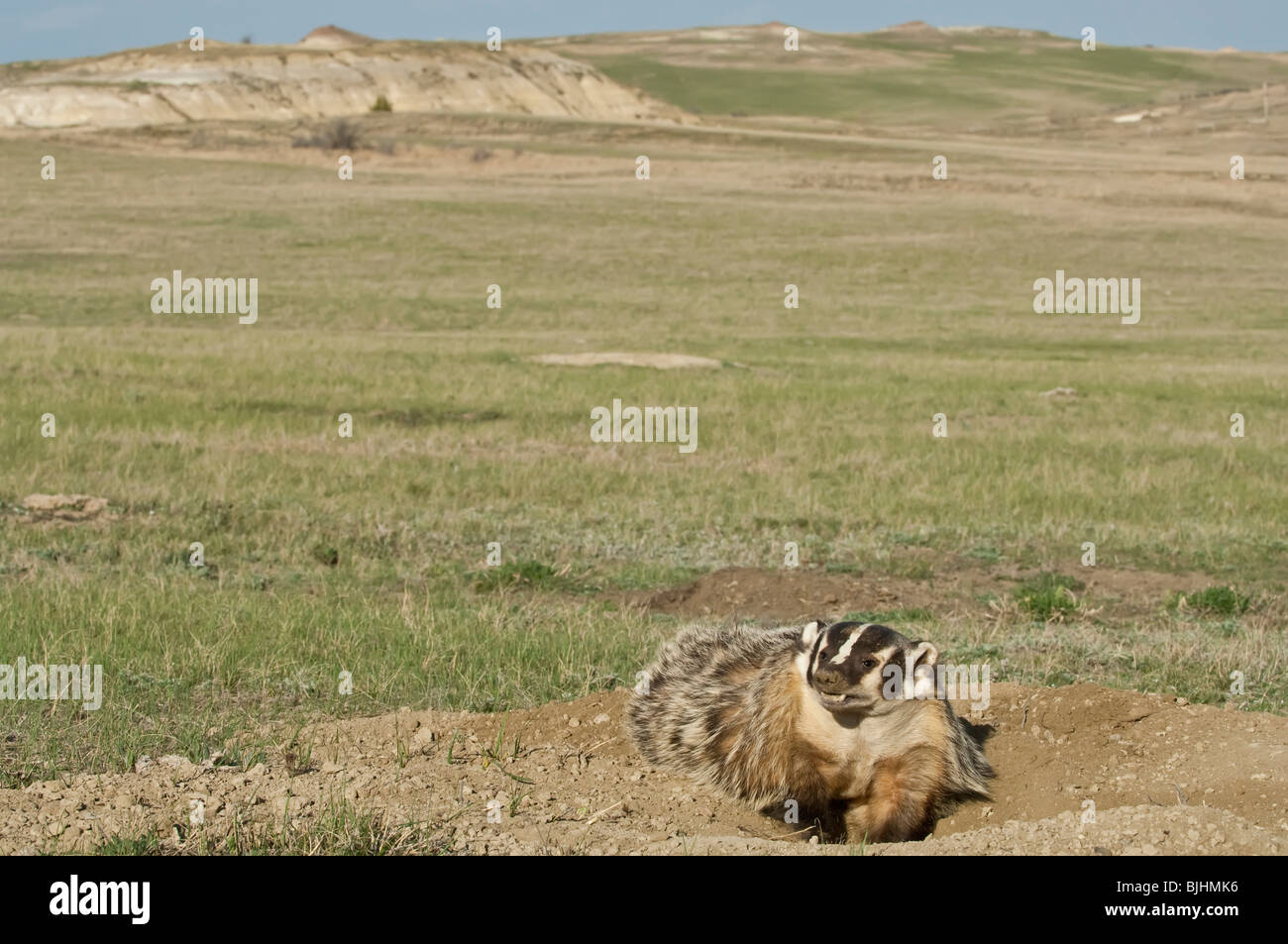 American badger, Taxidea taxus,prairie, North Dakota, USA Stock Photo ...