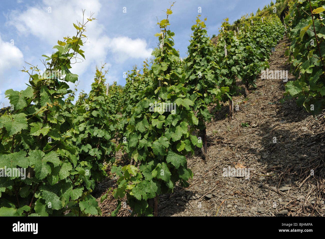 Grape Vines Stock Photos & Grape Vines Stock Images - Alamy