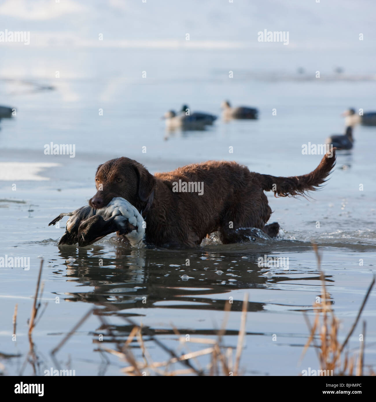 Duck carcass hi-res stock photography and images - Alamy