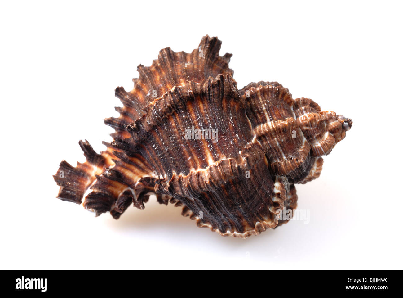 Pink Conch High Resolution Stock Photography and Images - Alamy