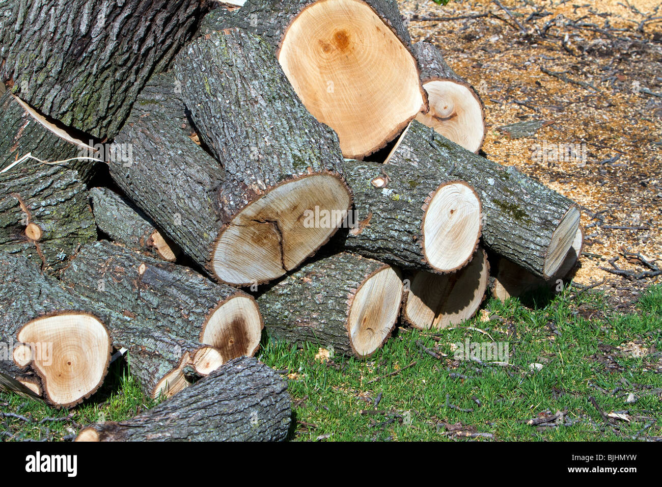 A tree cut down and and sectioned ready to be split into firewood Stock ...