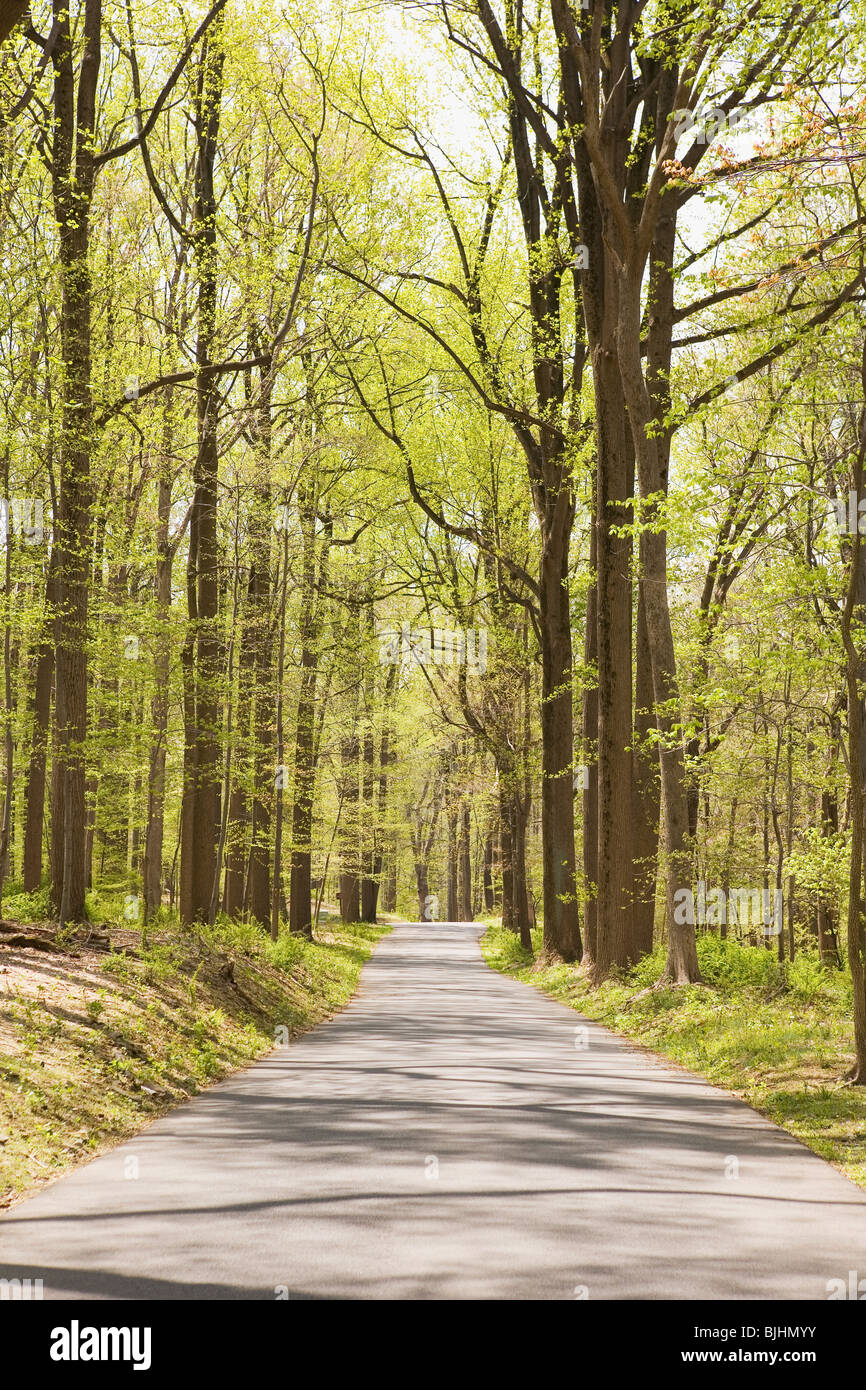 Path in the forest Stock Photo - Alamy