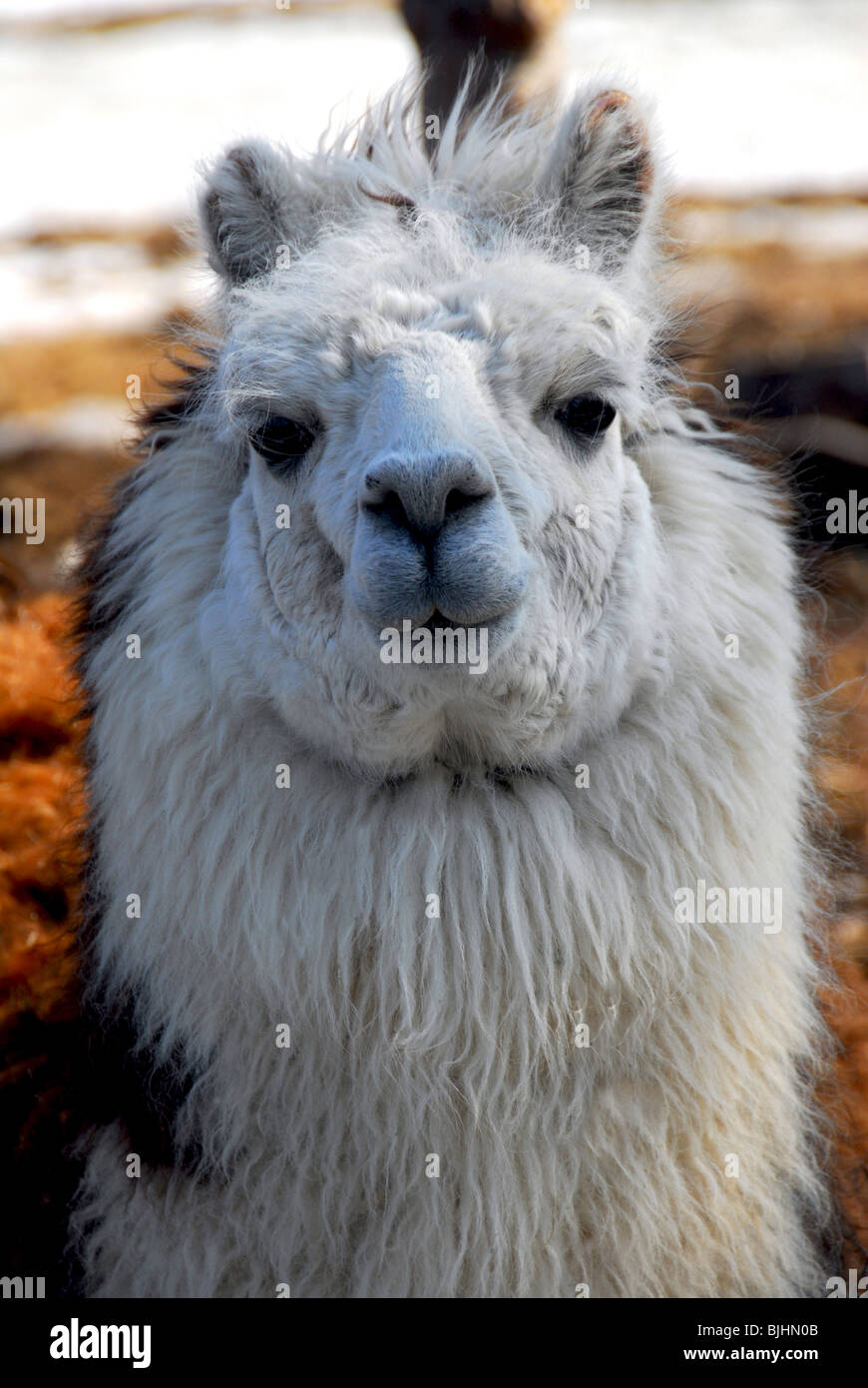Llama Face People