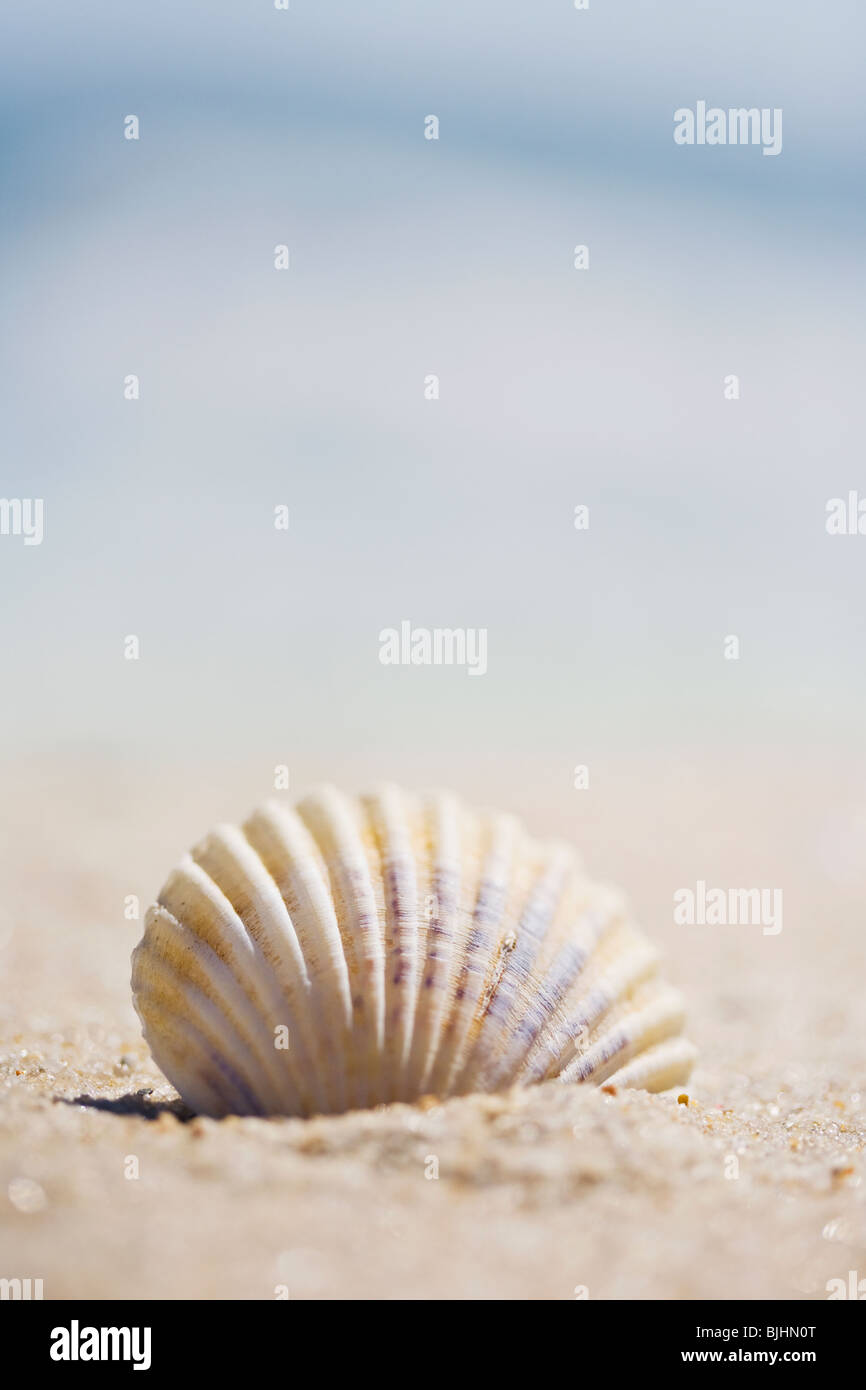 Sea shell hi-res stock photography and images - Alamy