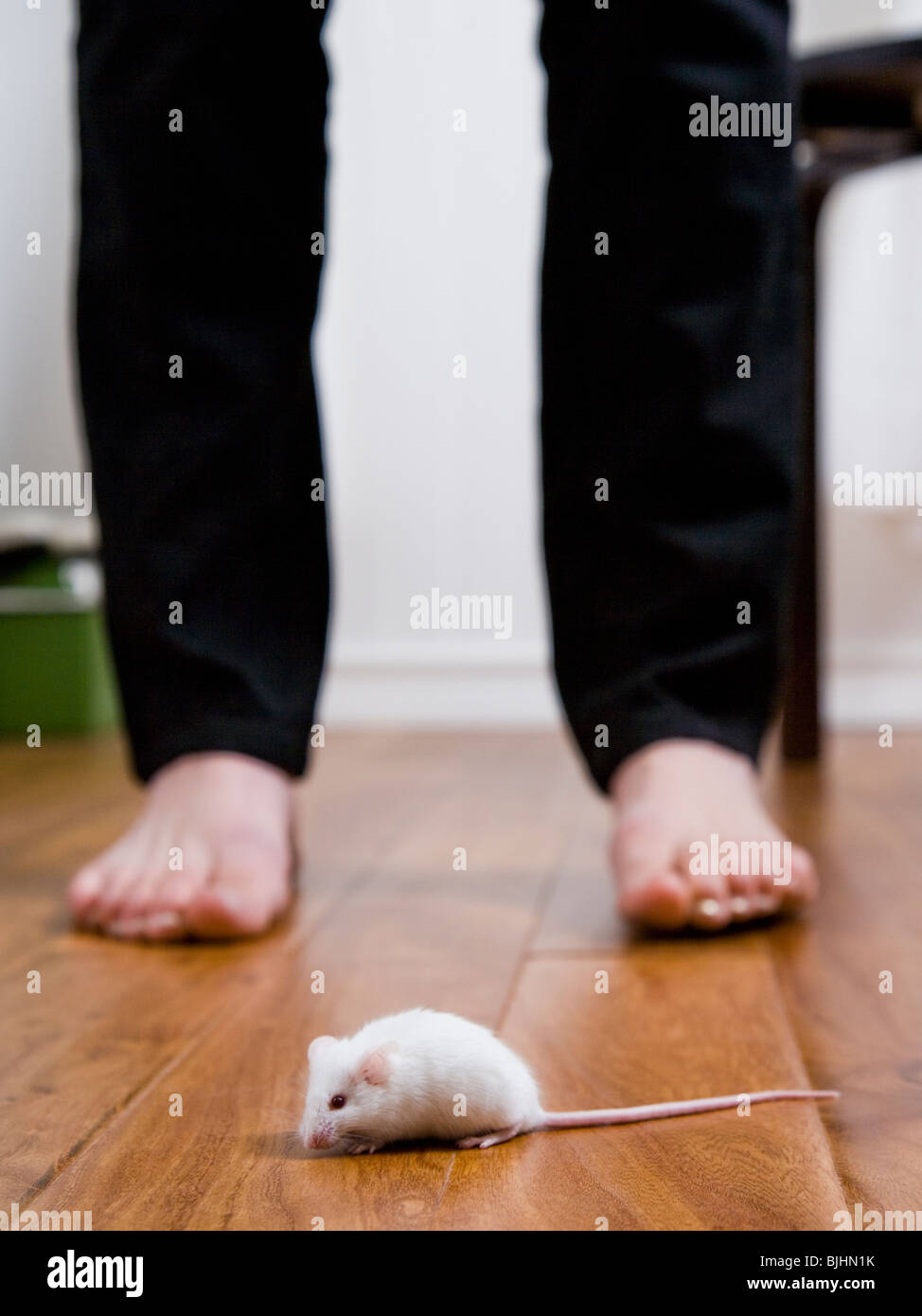 white mouse on the floor with human legs standing behind it Stock Photo ...