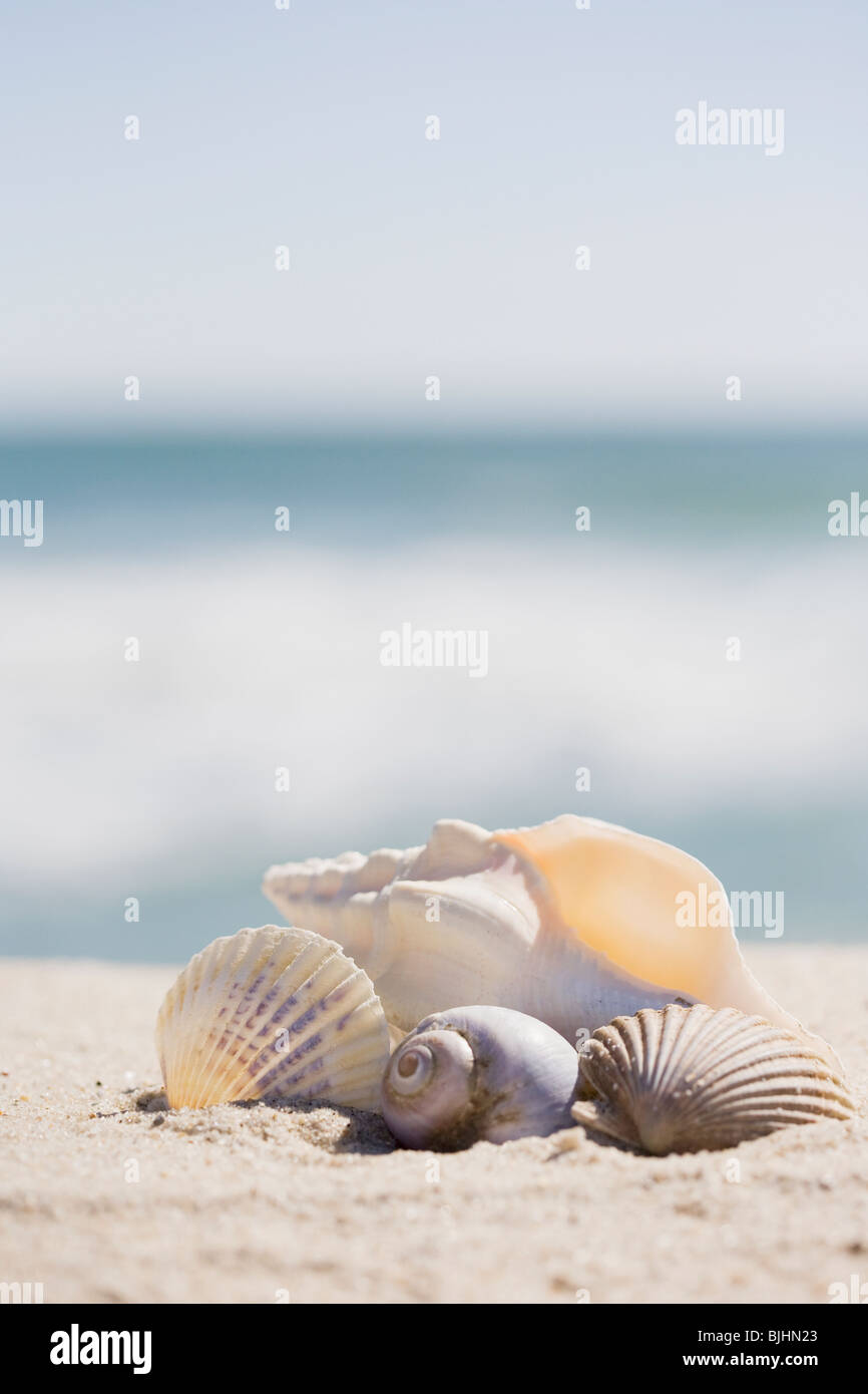 Mollusks shells beach hi-res stock photography and images - Alamy