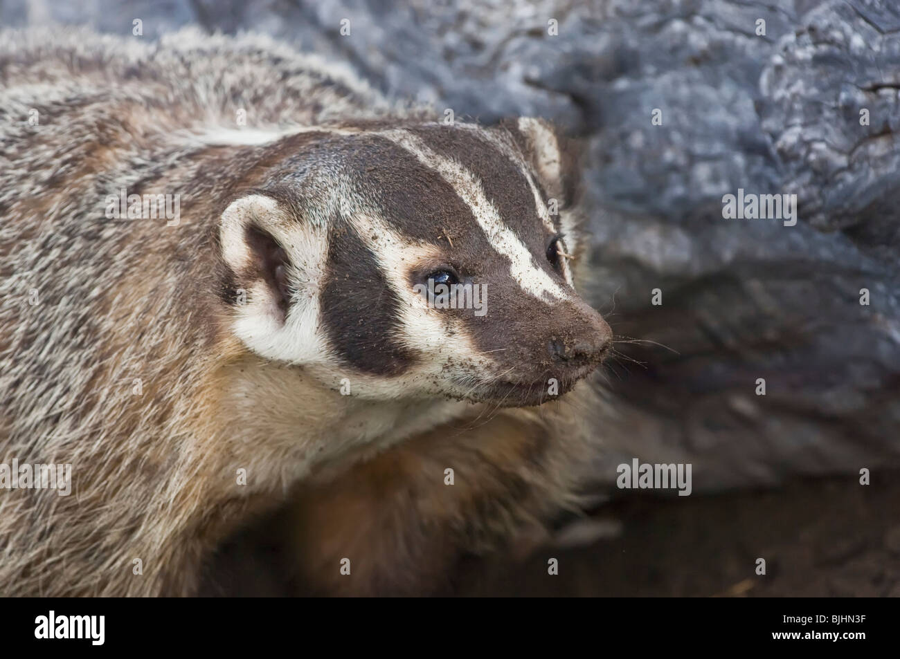American badger hunting hi-res stock photography and images - Alamy