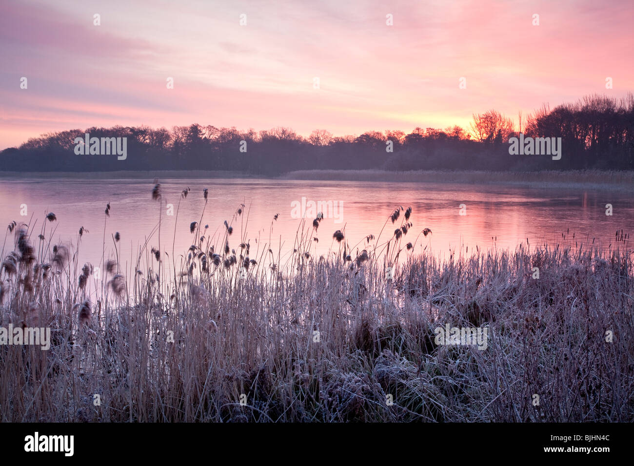 A frozen Ormesby Broad at dawn with the surrounding reeds and foliage ...