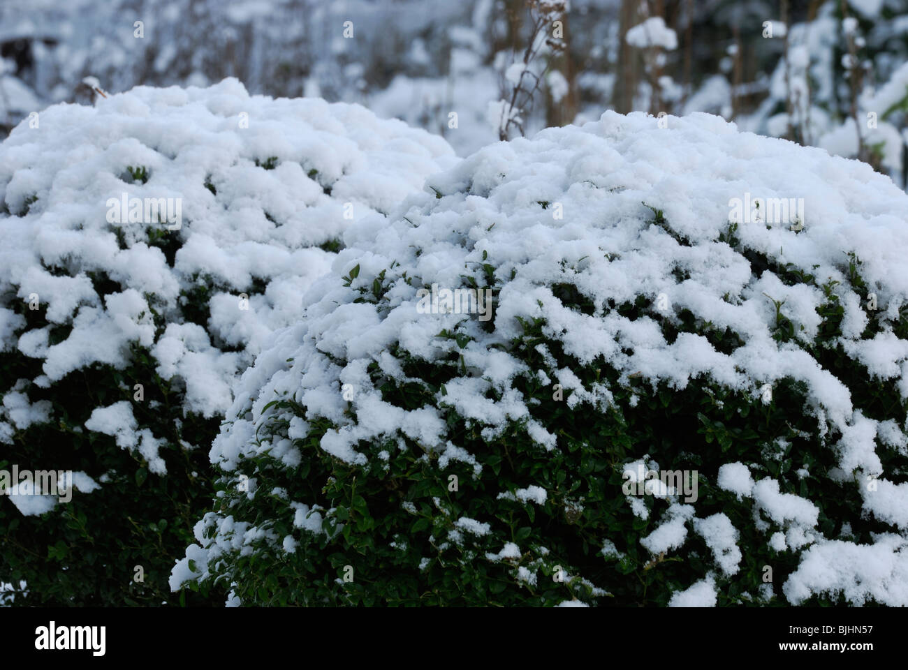 Box bushes hi-res stock photography and images - Alamy