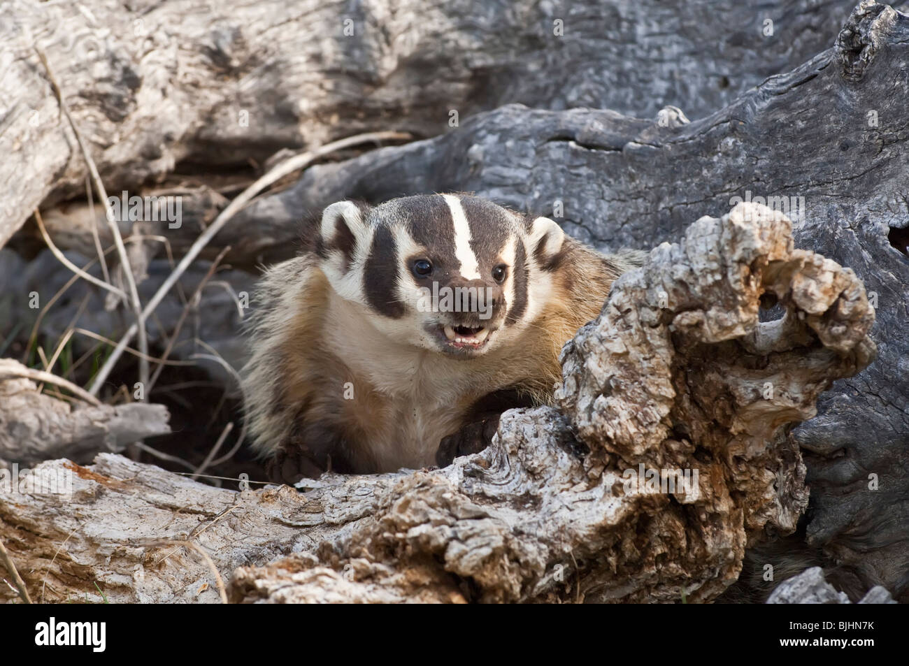 American badger, Taxidea taxus, North Dakota, USA Stock Photo - Alamy