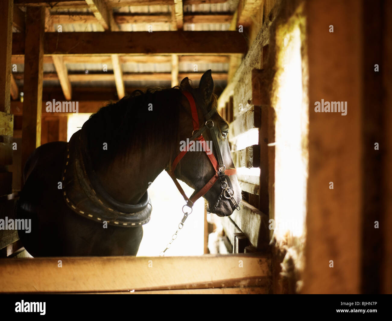 Horse in stable Stock Photo - Alamy