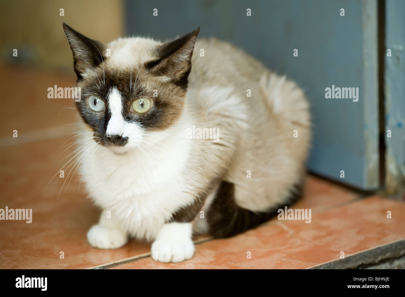 Fat cat with one blue and one green eyes. Photo taken indoors Stock ...