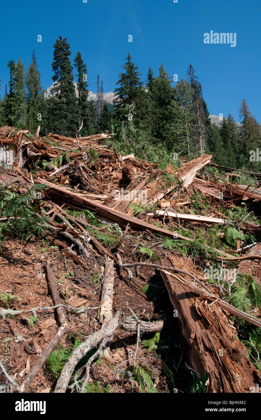 Clear cut forest Stock Photo - Alamy