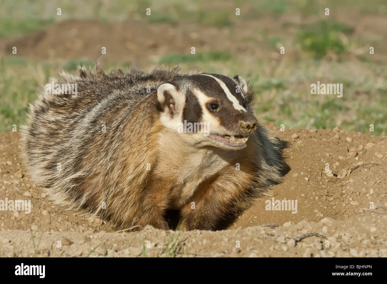 American badger, Taxidea taxus, grassland, North Dakota, USA Stock ...