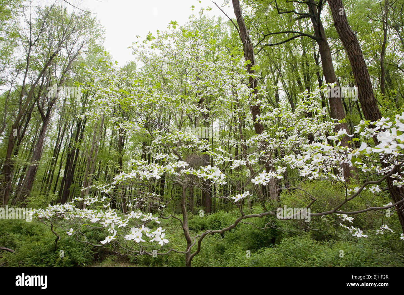 Forest in spring Stock Photo - Alamy