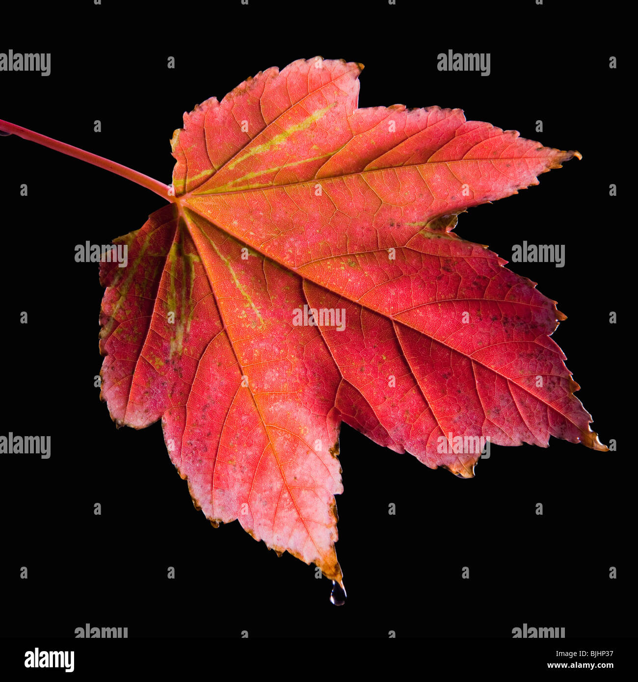 Autumn shots hi-res stock photography and images - Alamy