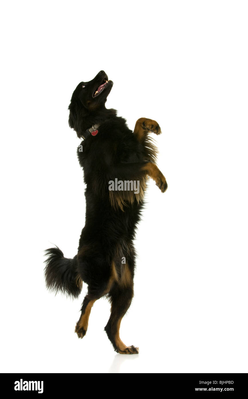 Dancing dog hi-res stock photography and images - Alamy
